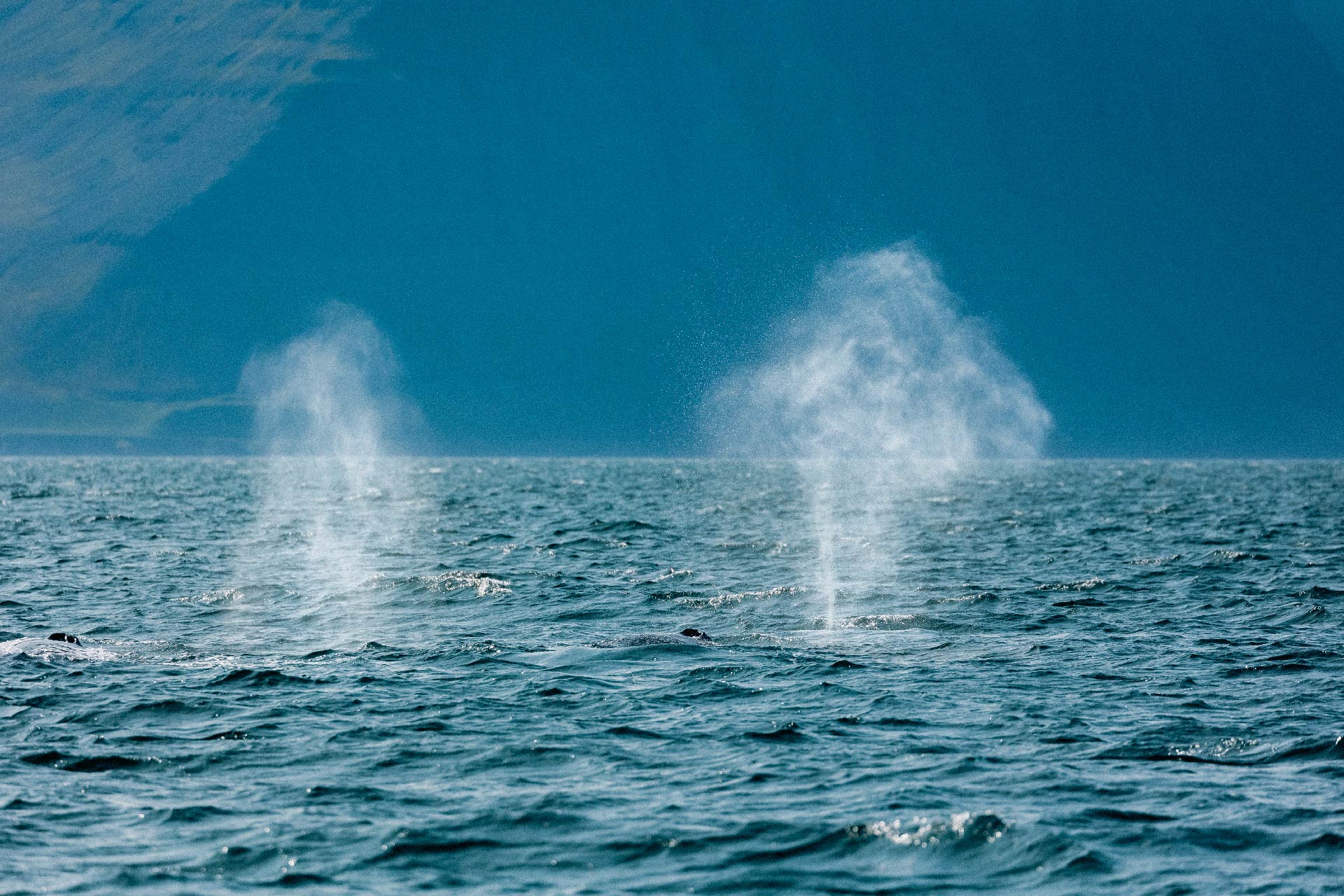 Whale Being - Arvik Océan - Romain Charrier - Photographe, réalisateur ...