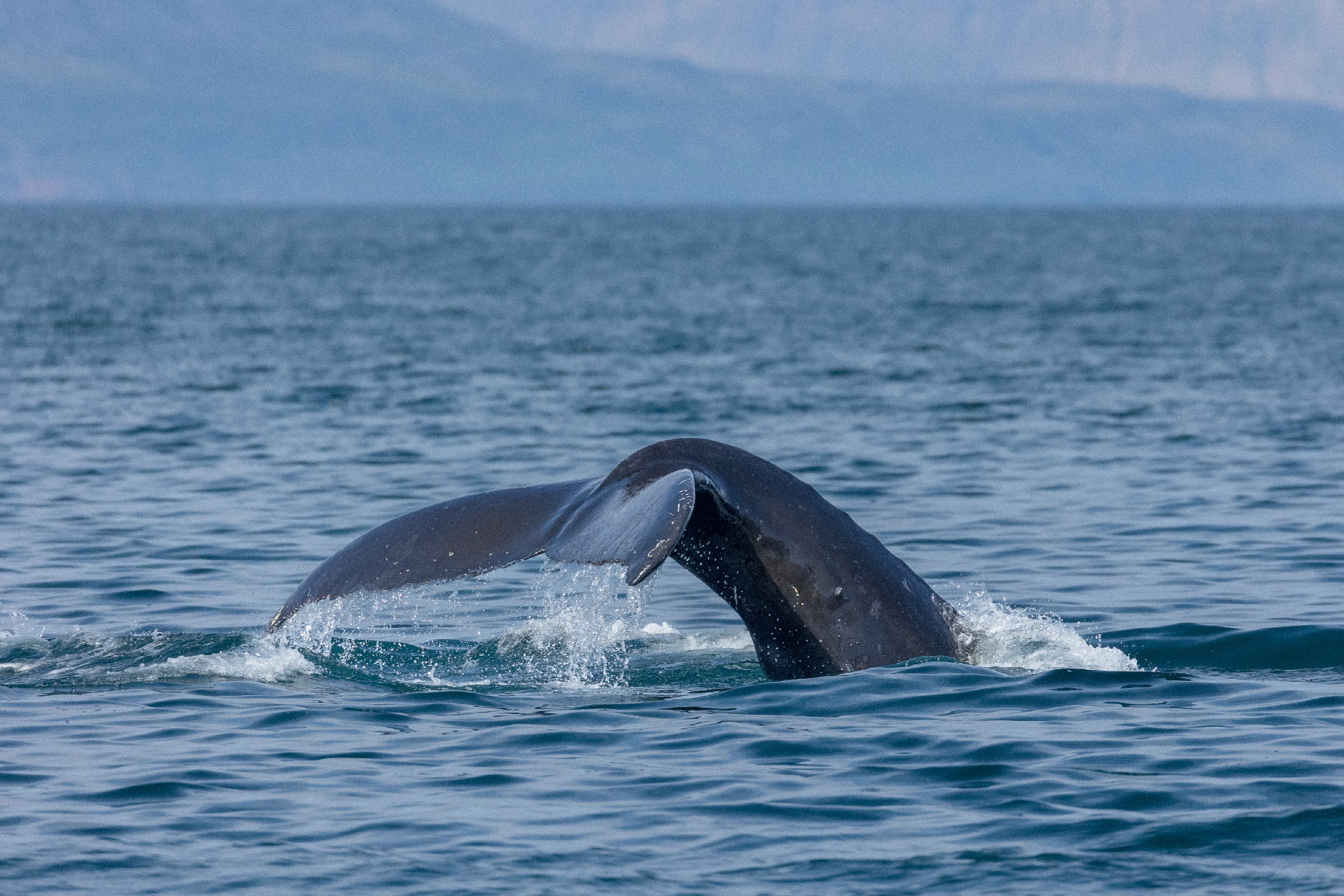 Whale Being - Arvik Océan - Romain Charrier - Photographe, réalisateur ...