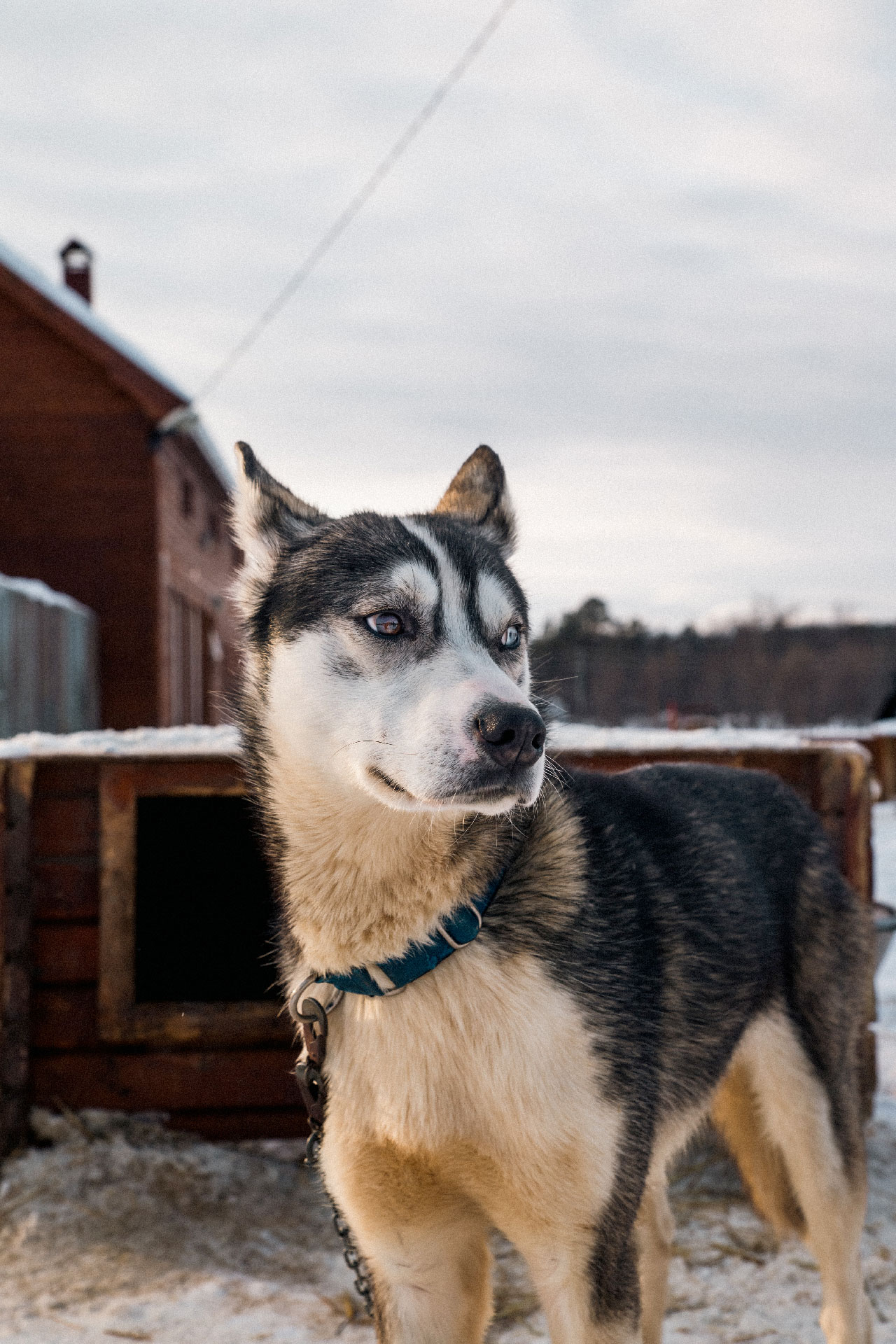 Holmen Husky Lodge - Romain Charrier - Photographe, réalisateur ...